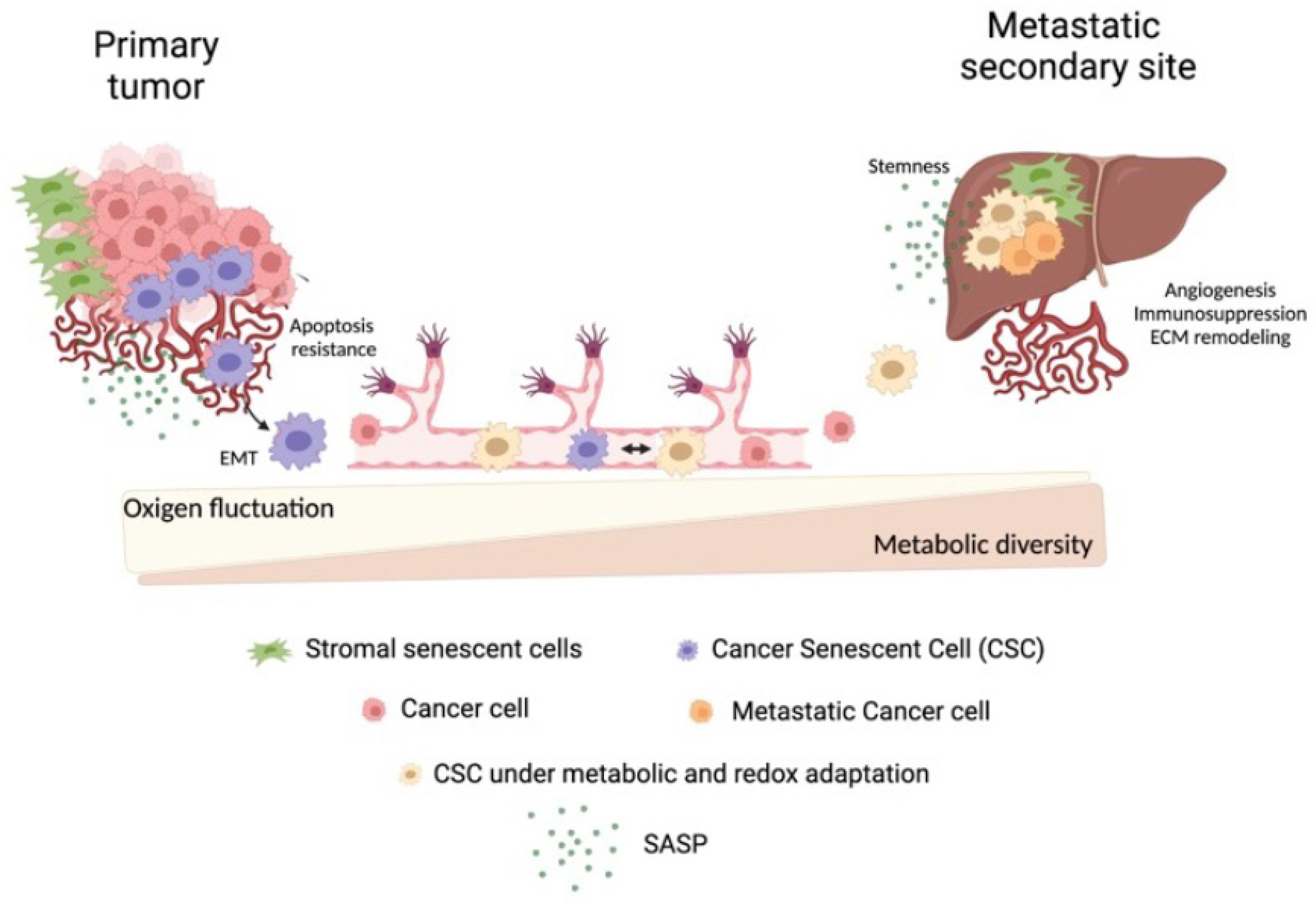 Cellular Senescence, a Novel Area of Investigation for Metastatic Diseases