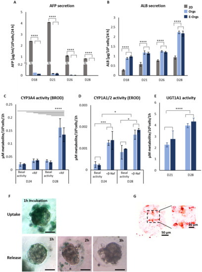 Microencapsulated Hepatocytes Differentiated from Human Induced ...