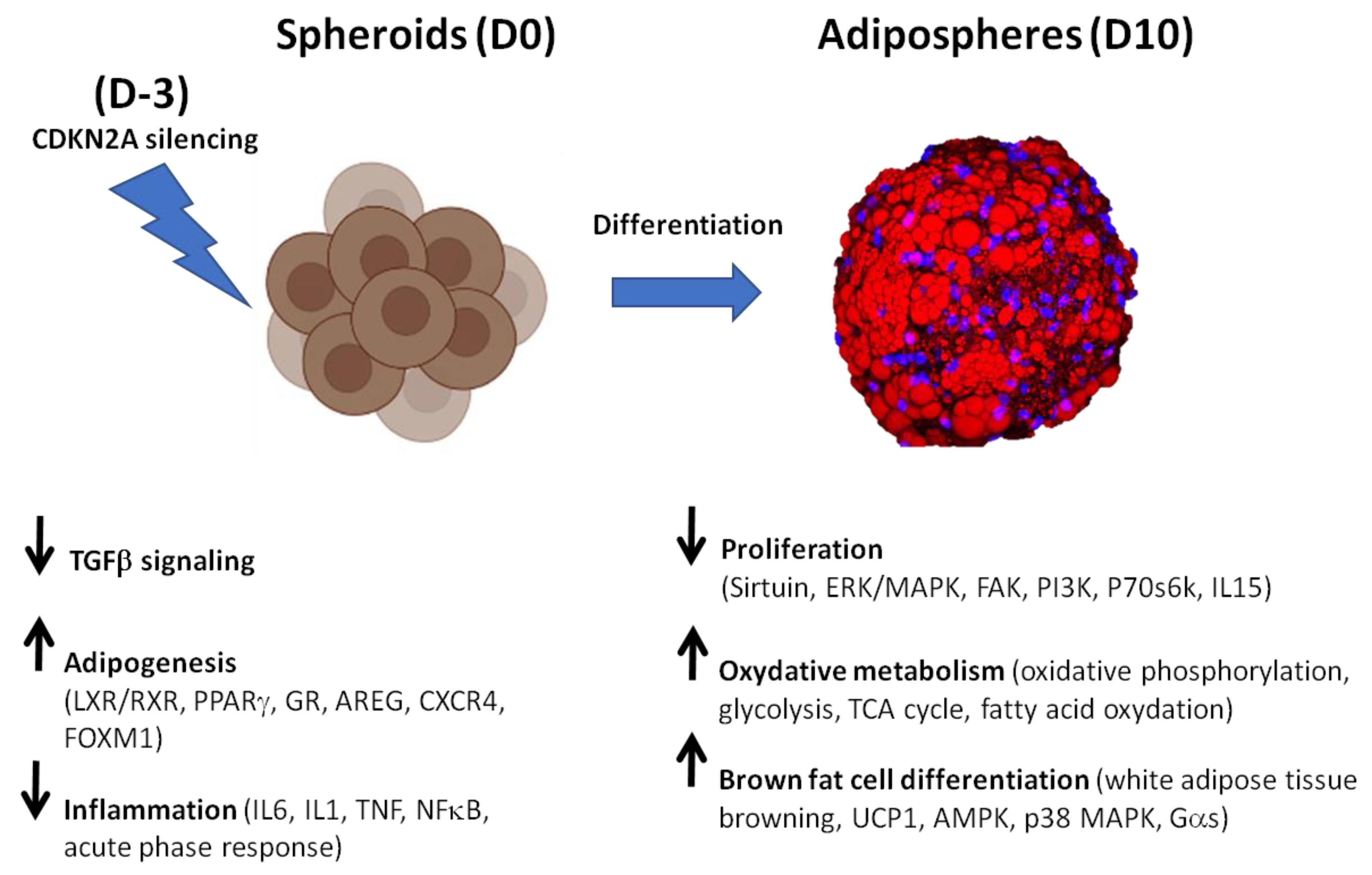 Knocking Down Cdkn2a In 3d Hipsc Derived Brown Adipose Progenitors