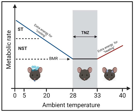 The Influence of Ambient Temperature on Adipose Tissue Homeostasis ...