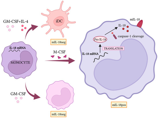 Monocyte and Macrophage in Neuroblastoma: Blocking Their Pro-Tumoral ...