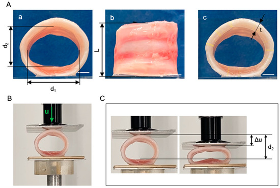 Development and In Vitro/In Vivo Comparative Characterization of ...