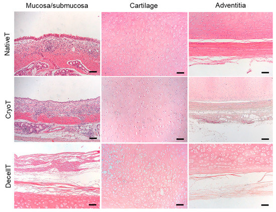 Development and In Vitro/In Vivo Comparative Characterization of ...