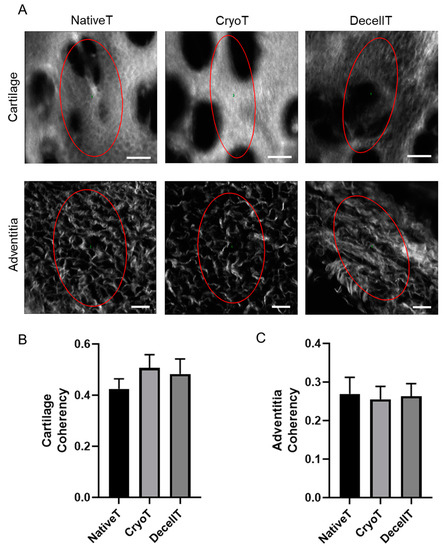 Development and In Vitro/In Vivo Comparative Characterization of ...