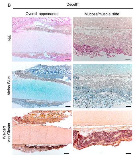 Development and In Vitro/In Vivo Comparative Characterization of ...