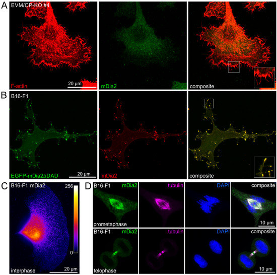 Unleashed Actin Assembly in Capping Protein-Deficient B16-F1 Cells ...
