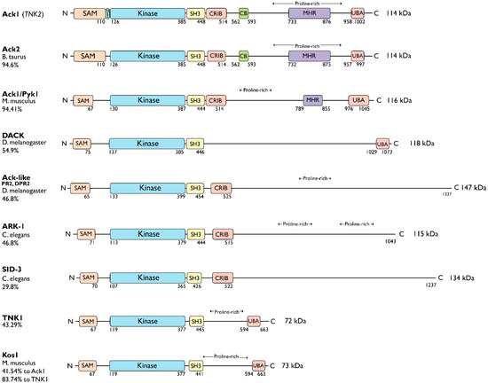 Domain Architecture of the Nonreceptor Tyrosine Kinase Ack1