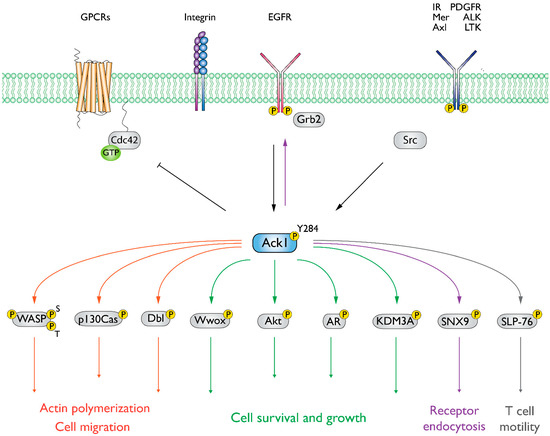 Domain Architecture of the Nonreceptor Tyrosine Kinase Ack1