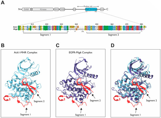 Domain Architecture of the Nonreceptor Tyrosine Kinase Ack1