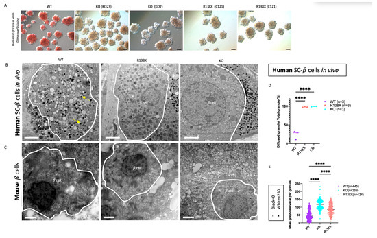 ZnT8 Loss of Function Mutation Increases Resistance of Human Embryonic ...