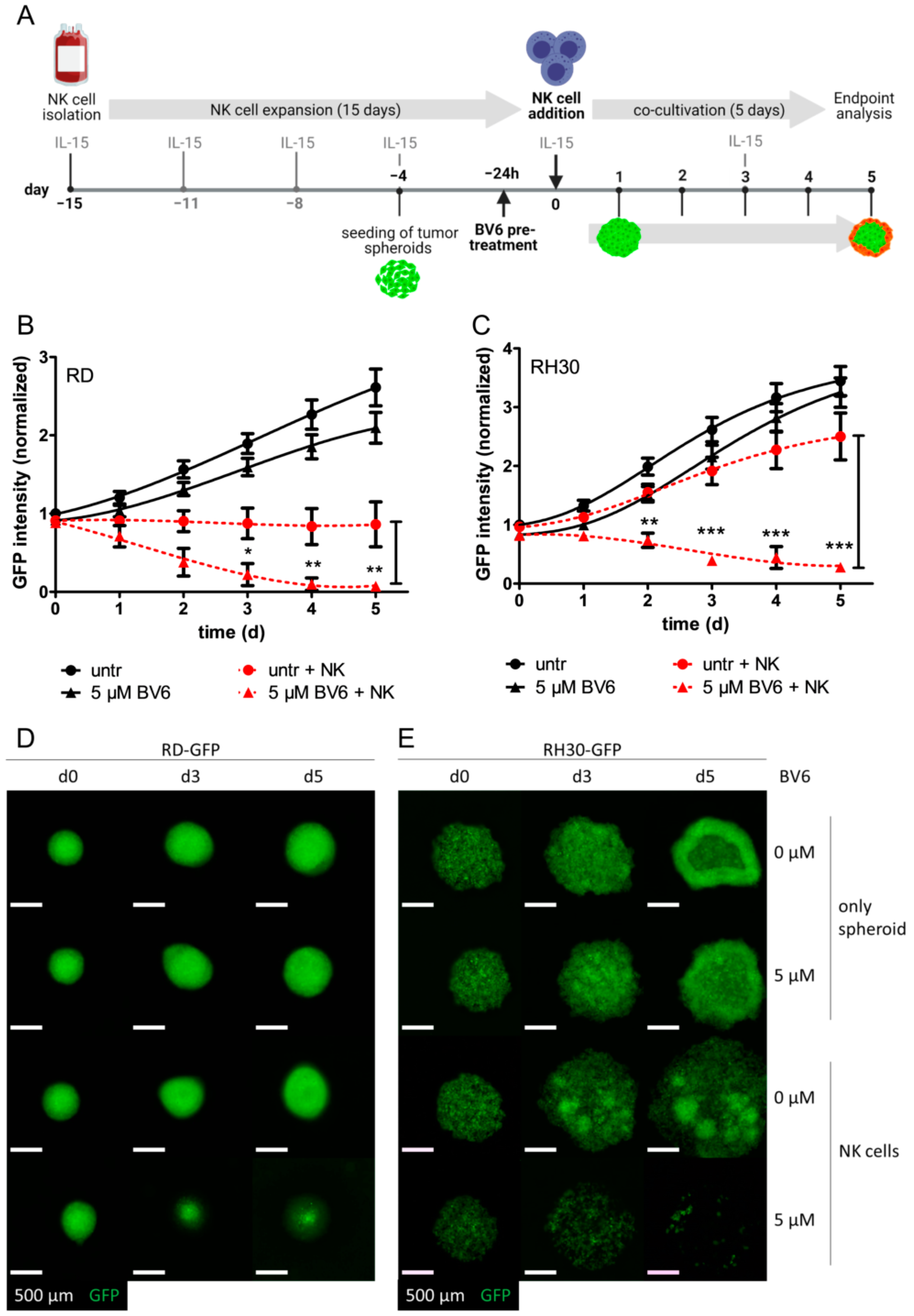 Characterization of BV6-Induced Sensitization to the NK Cell Killing of ...