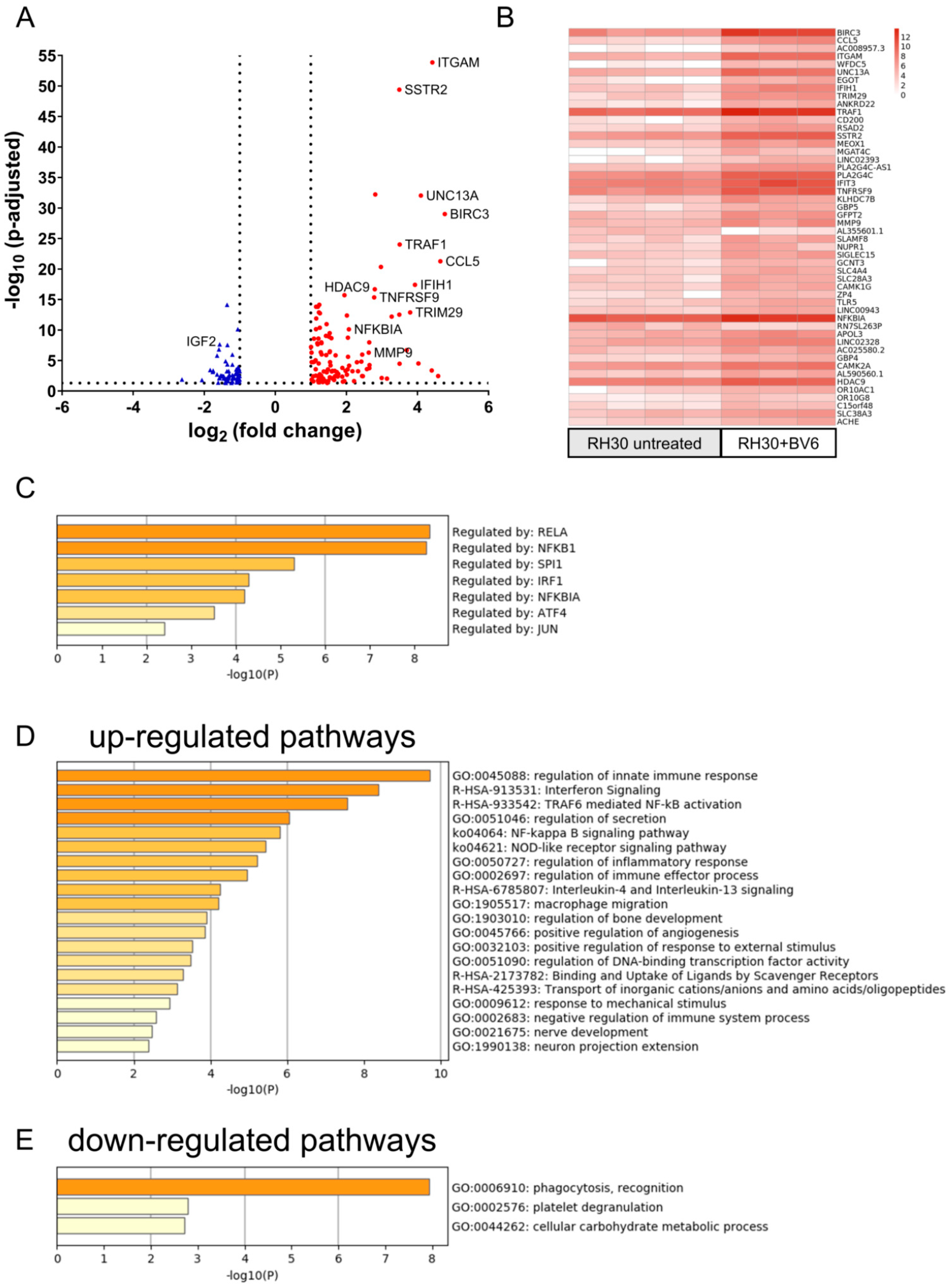 Characterization of BV6-Induced Sensitization to the NK Cell Killing of ...