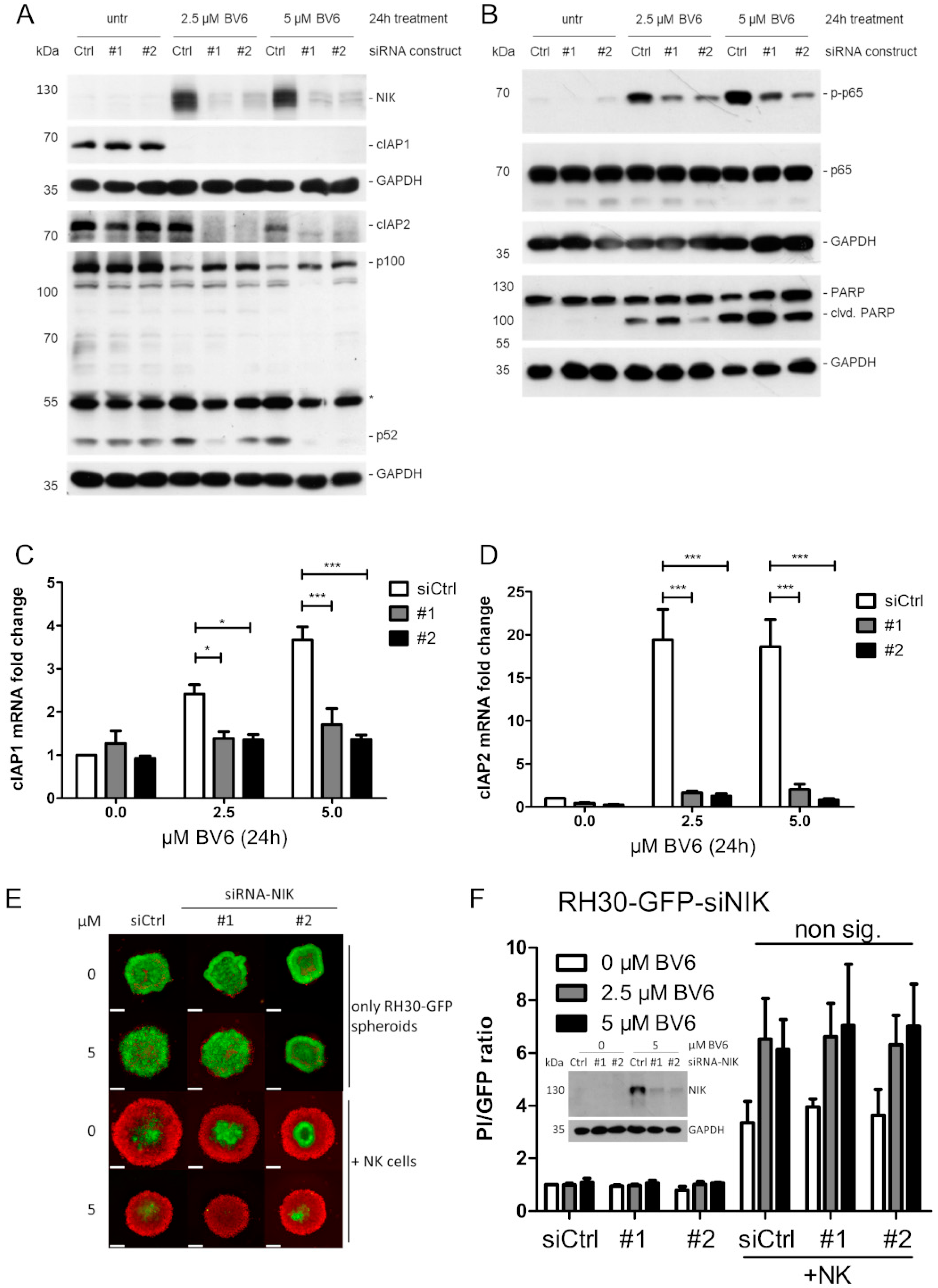 Characterization of BV6-Induced Sensitization to the NK Cell Killing of ...