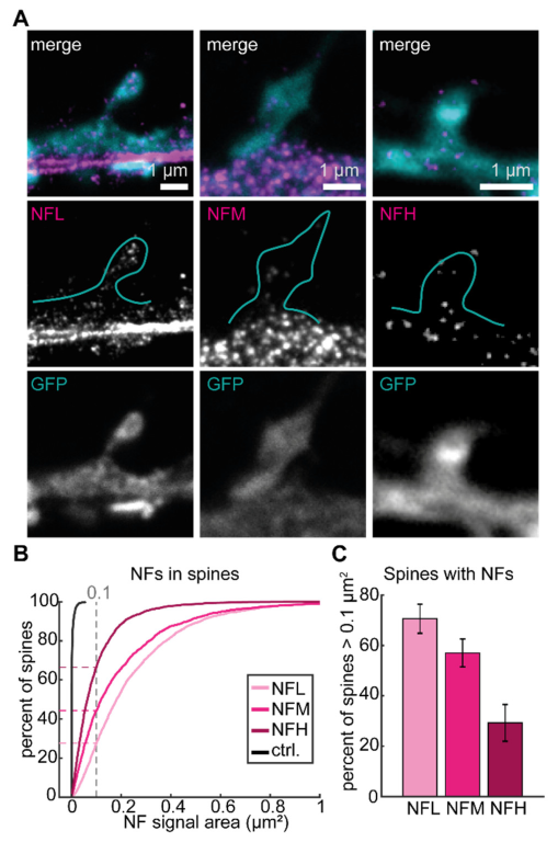 Neurofilament Levels in Dendritic Spines Associate with Synaptic Status