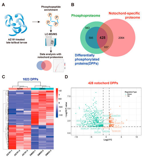 Quantitative Phosphoproteomics Reveals the Requirement of DYRK1 ...