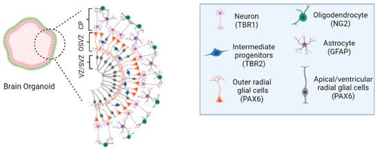 Revolutionizing Disease Modeling: The Emergence of Organoids in ...