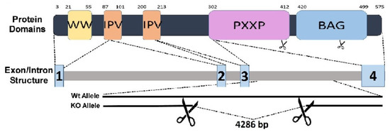 BAG3: Nature’s Quintessential Multi-Functional Protein Functions as a ...