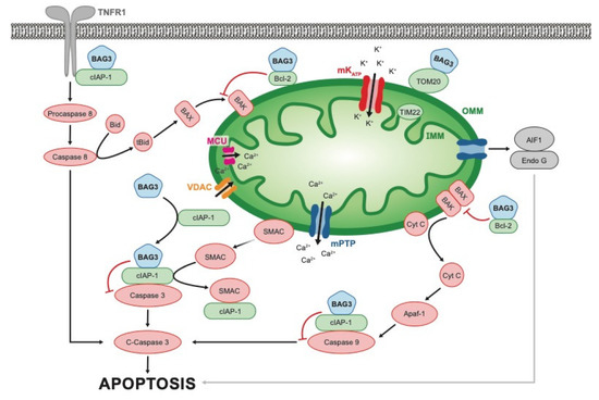 BAG3: Nature’s Quintessential Multi-Functional Protein Functions as a ...