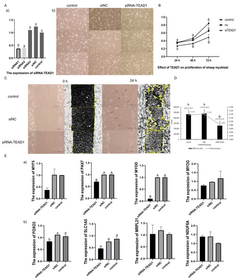 The Molecular Mechanism of the TEAD1 Gene and miR-410-5p Affect Embryonic Skeletal Muscle ...