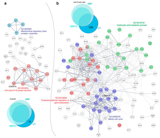 Identification of Myelin Basic Protein Proximity Interactome Using ...