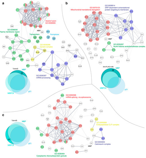 Identification of Myelin Basic Protein Proximity Interactome Using ...