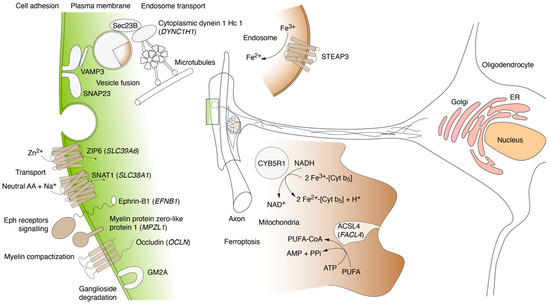 Identification of Myelin Basic Protein Proximity Interactome Using TurboID Labeling Proteomics