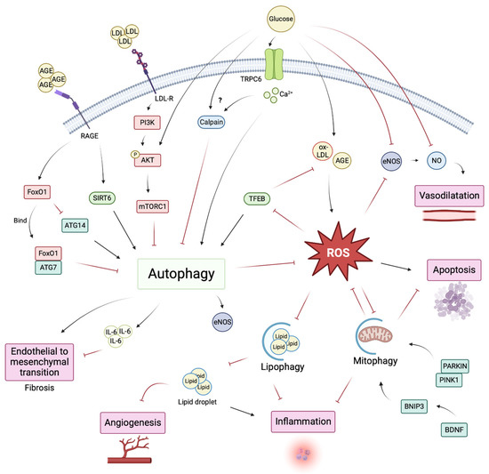 Endothelial Autophagy Dysregulation in Diabetes