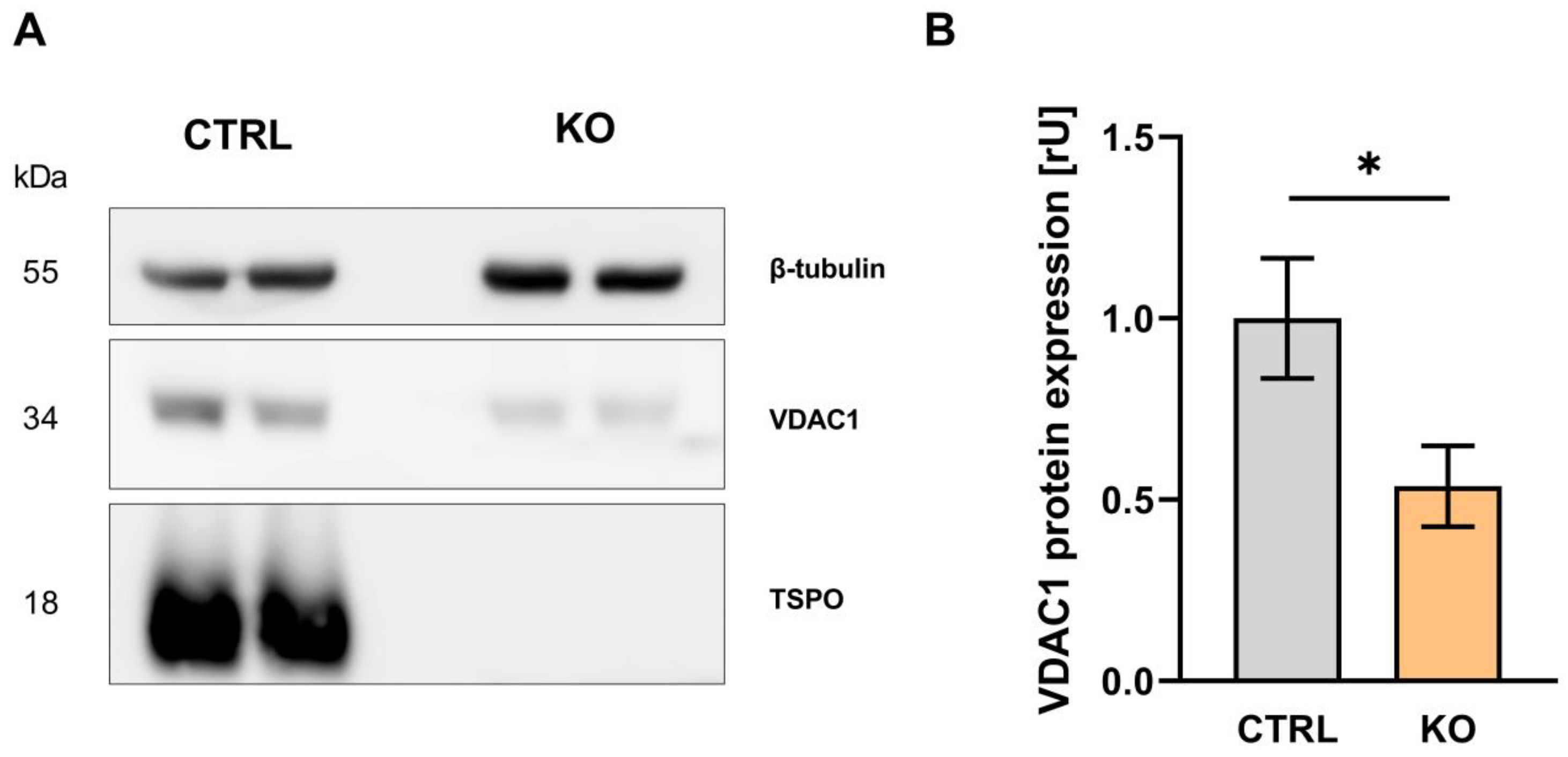 Impact of Translocator Protein 18 kDa (TSPO) Deficiency on ...