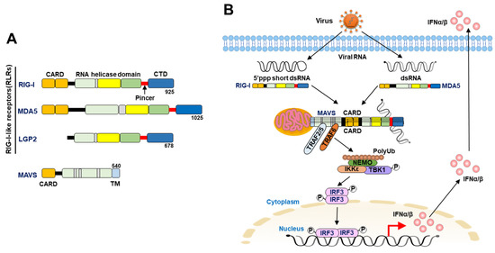 Crosstalk between Autophagy and RLR Signaling