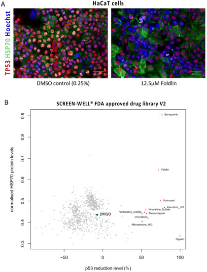 Reduced Levels of Misfolded and Aggregated Mutant p53 by Proteostatic ...