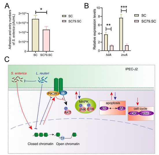 Chromatin Accessibility and Transcriptional Landscape during Inhibition of Salmonella enterica ...