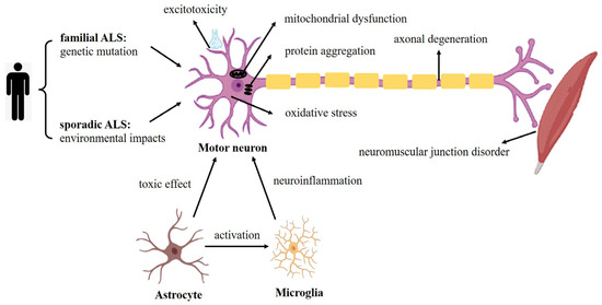 Induced Pluripotent Stem Cells and Their Applications in Amyotrophic ...