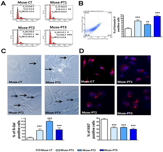 An Example of Neuro-Glial Commitment and Differentiation of Muse Stem ...