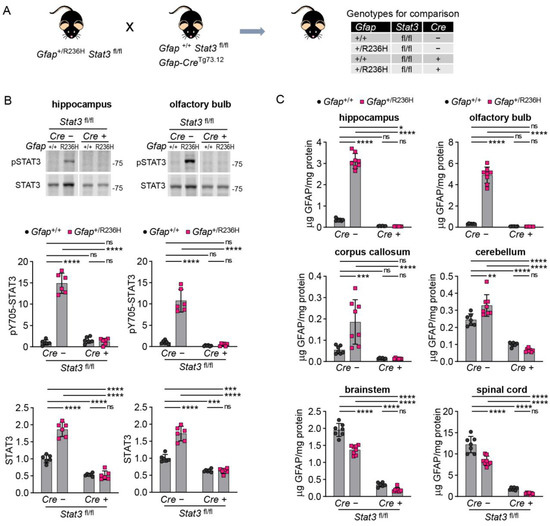 STAT3 Drives GFAP Accumulation and Astrocyte Pathology in a Mouse Model ...
