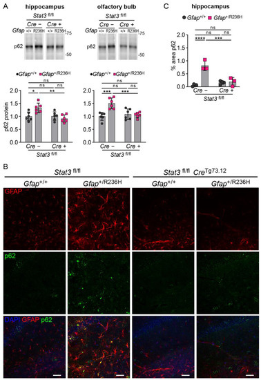 STAT3 Drives GFAP Accumulation and Astrocyte Pathology in a Mouse Model ...