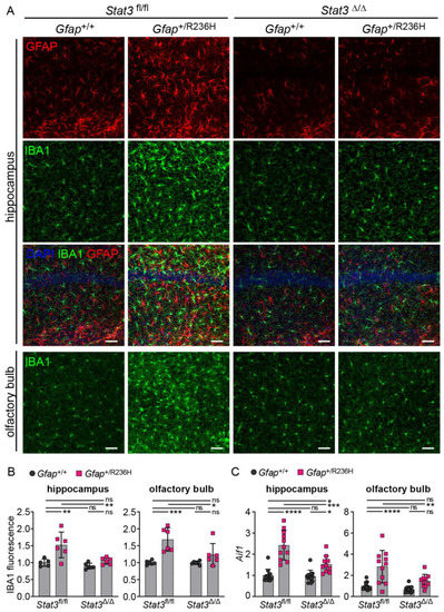 STAT3 Drives GFAP Accumulation and Astrocyte Pathology in a Mouse Model ...