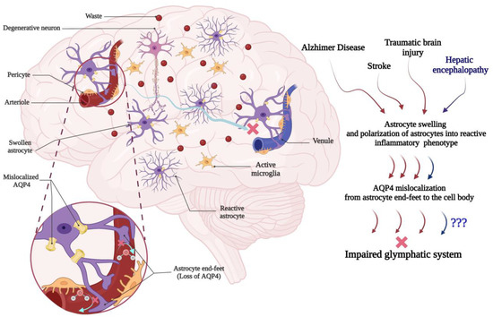 Cells | Free Full-Text | The Glymphatic System May Play a Vital Role in ...
