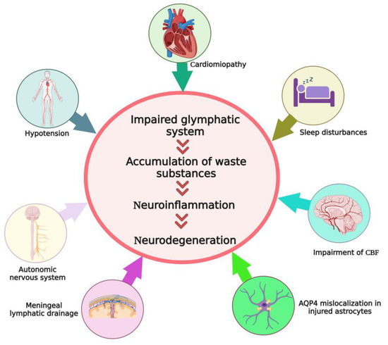 The Glymphatic System May Play a Vital Role in the Pathogenesis of ...
