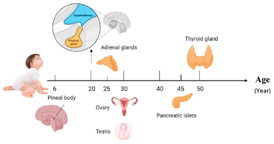 The Timing Sequence and Mechanism of Aging in Endocrine Organs