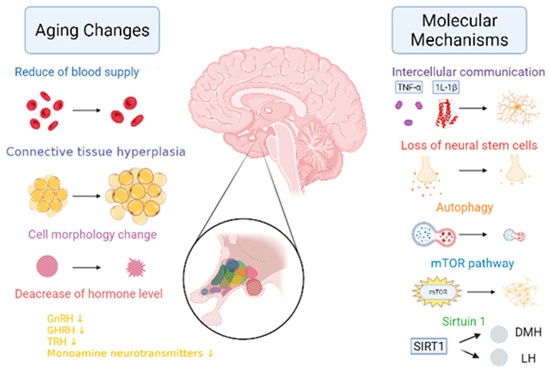 The Timing Sequence and Mechanism of Aging in Endocrine Organs