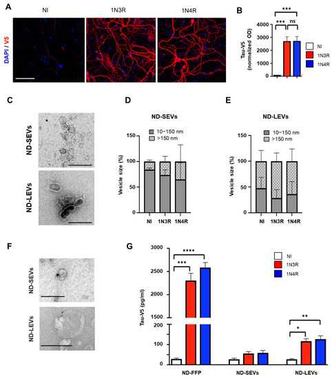 Tau Transfer via Extracellular Vesicles Disturbs the Astrocytic ...