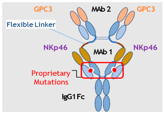 Derivation and Preclinical Characterization of CYT-303, a Novel NKp46-NK Cell Engager Targeting GPC3