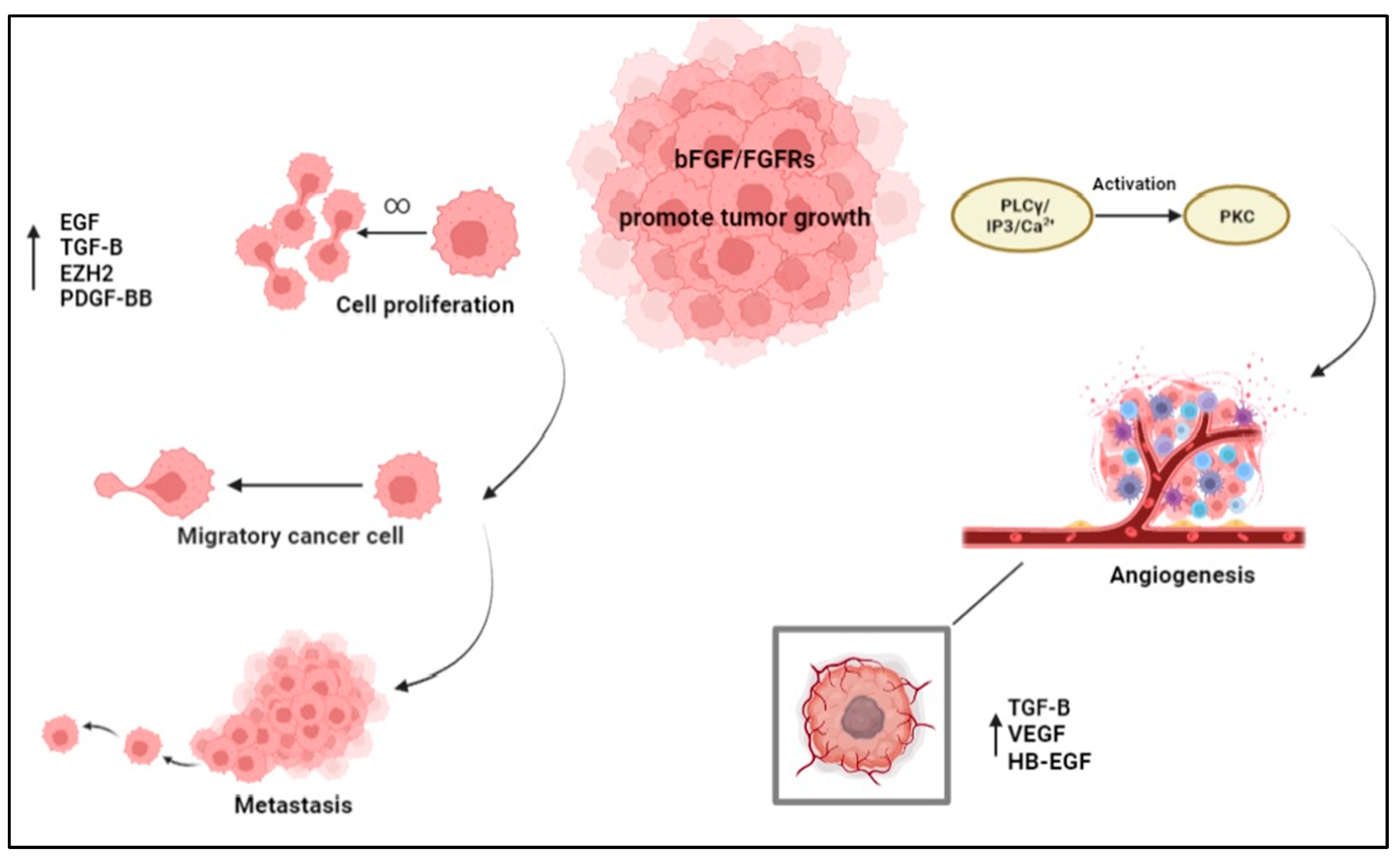 Role of Basic Fibroblast Growth Factor in Cancer: Biological Activity, Targeted Therapies, and ...