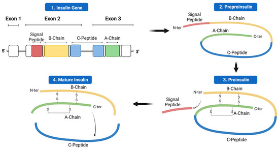 A Review of the Biosynthesis and Structural Implications of Insulin ...