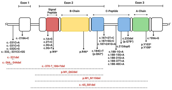 A Review of the Biosynthesis and Structural Implications of Insulin ...