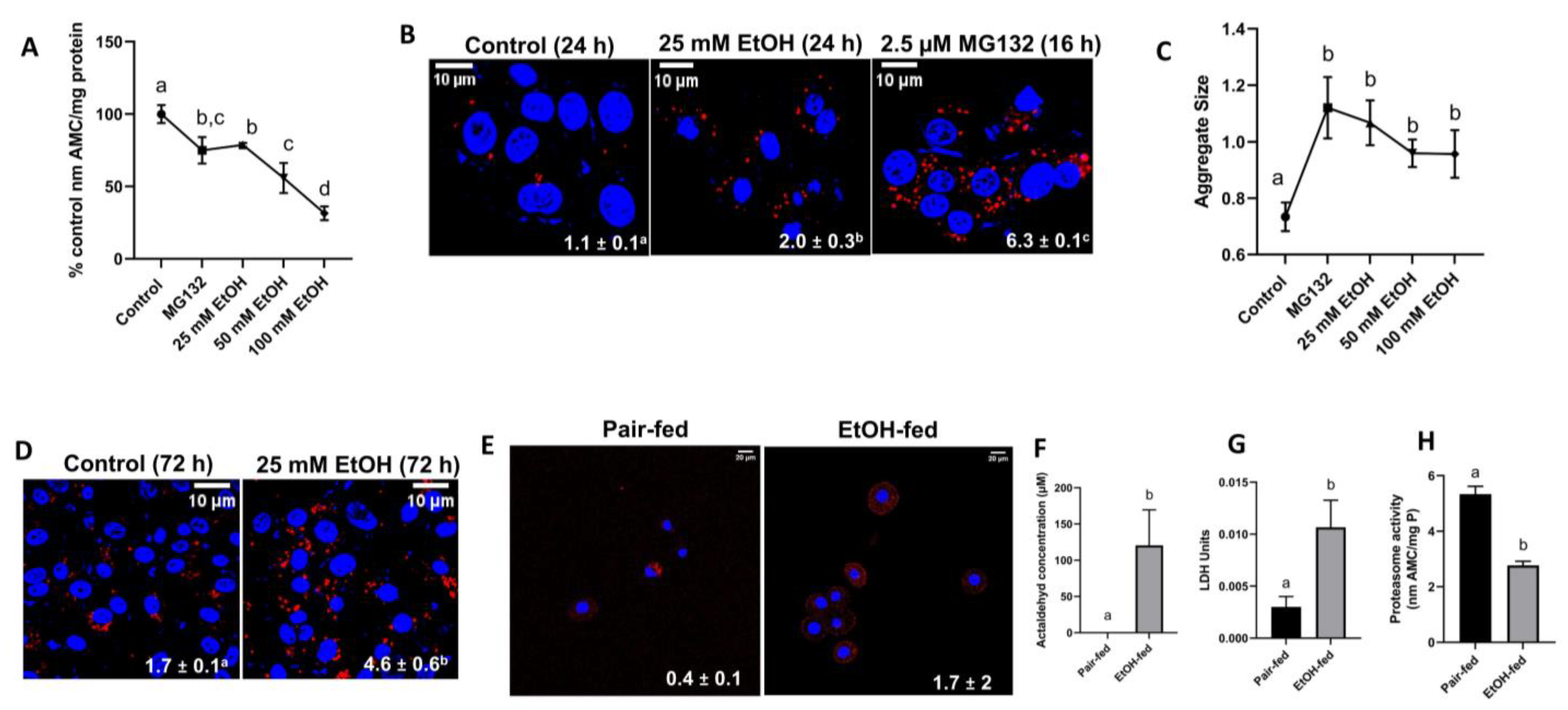Ethanol Exposure to Ethanol-Oxidizing HEPG2 Cells Induces Intracellular Protein Aggregation