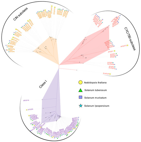 Systematic Investigation of TCP Gene Family: Genome-Wide Identification and Light-Regulated Gene ...