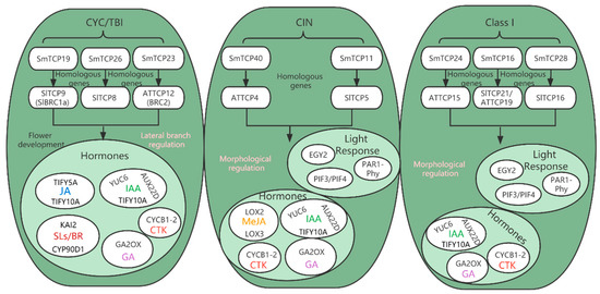 Systematic Investigation of TCP Gene Family: Genome-Wide Identification and Light-Regulated Gene ...