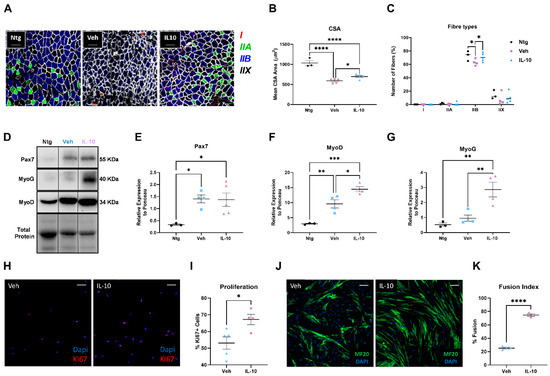 Cells | Free Full-Text | Intramuscular IL-10 Administration Enhances ...