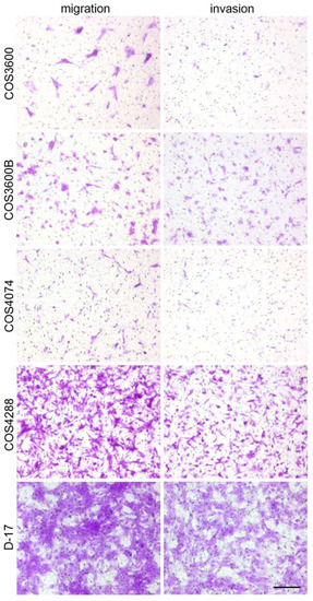 Isolation and Characterization of Novel Canine Osteosarcoma Cell Lines ...
